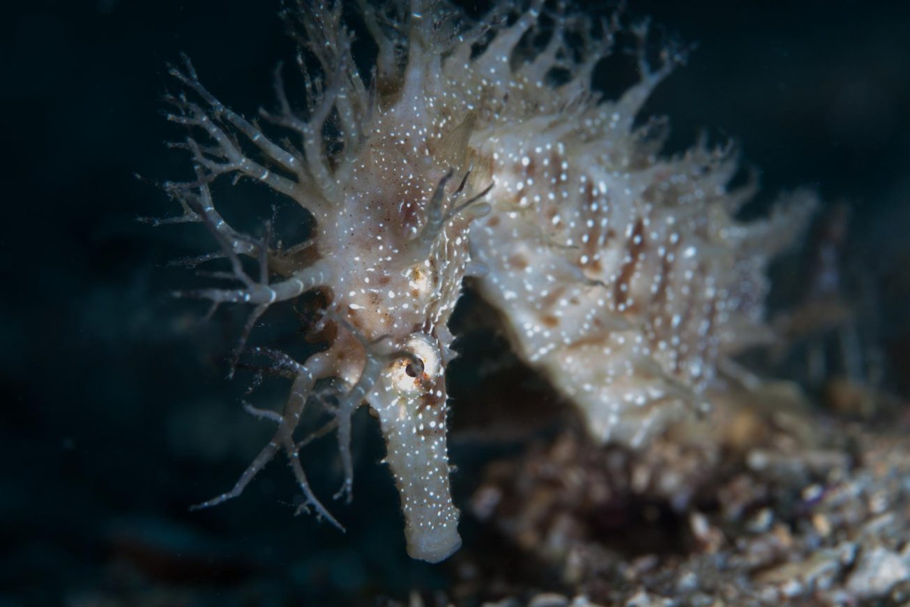 #Diaprer (verbe trans.) – Blog Wipplay