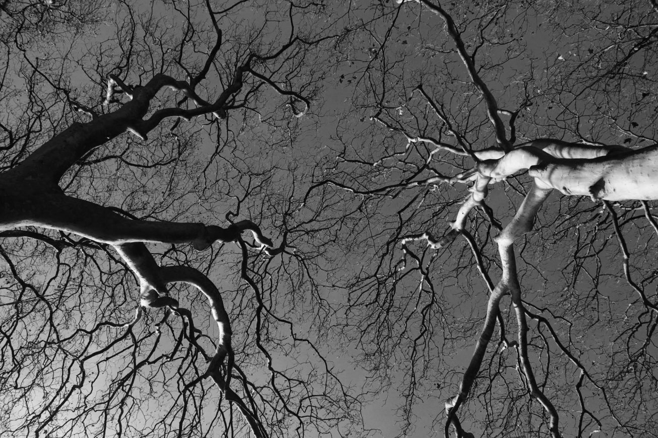 « Au bout des branches » par David Ricaud – Blog Wipplay